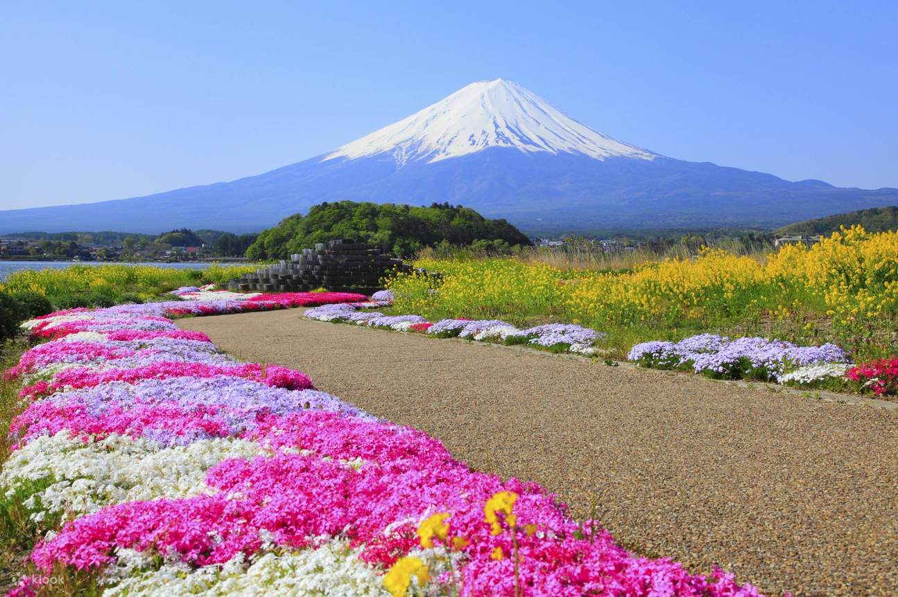 Mount Fuji, Arakurayama Park, Oshino Hakkai, and Lake Kawaguchiko Bus ...